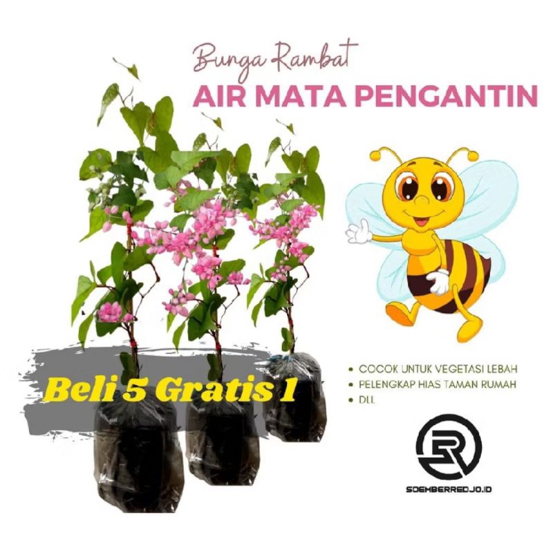 Jual Tanaman Merambat dapat 3 AMP / bunga vegetasi lebah | Shopee Indonesia