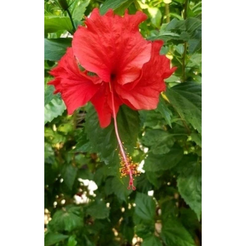 Jual Bunga Sepatu merah Tumpuk Batang BESAR | Shopee Indonesia