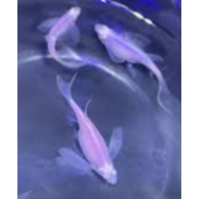 Jual ikan hias Danio slayer ( real slayer ) | Shopee Indonesia