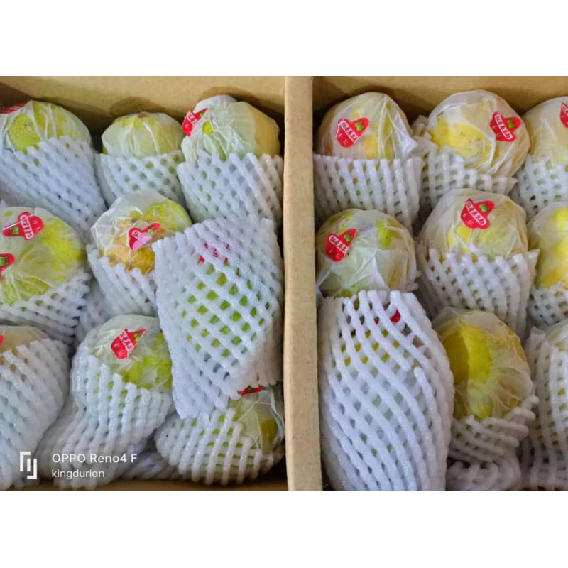 Jual Pear Xianglie 1kg | Shopee Indonesia