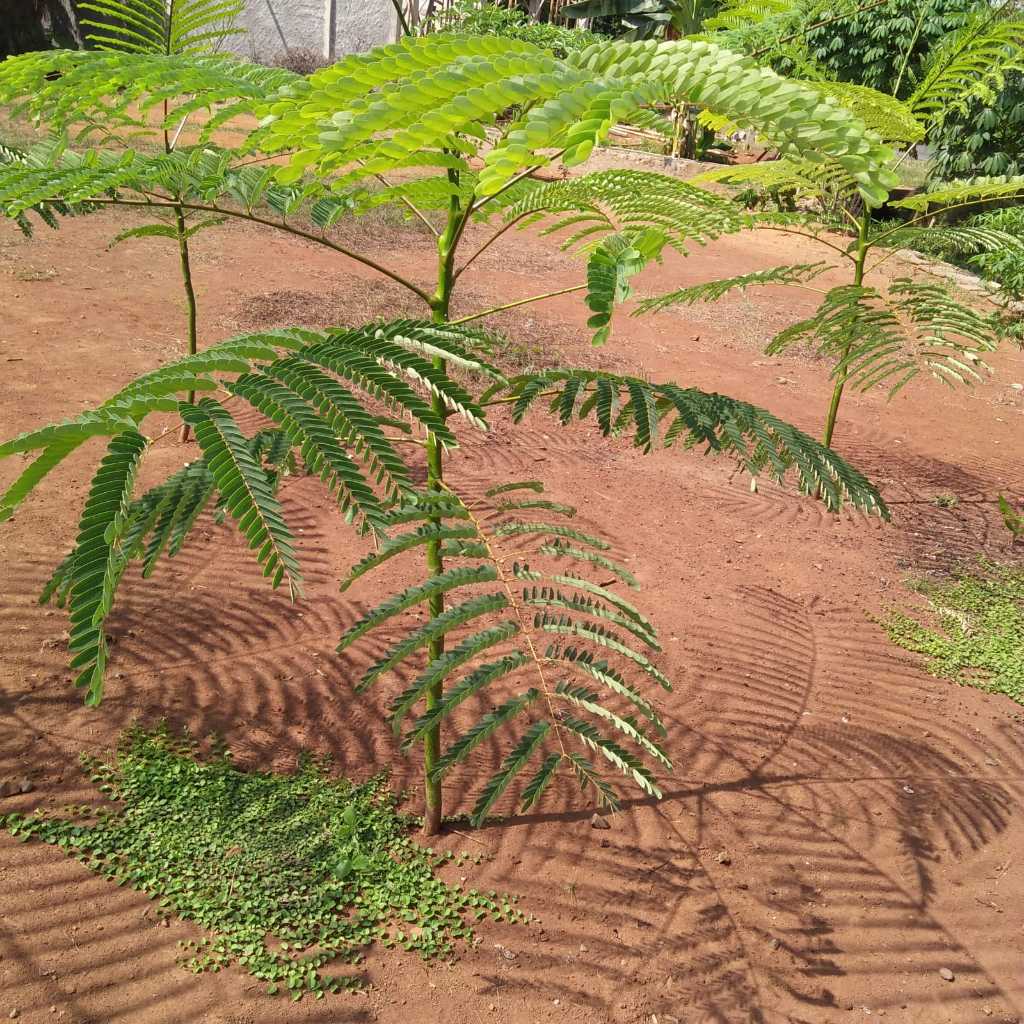 Jual Solobium I Pakis Brazil - Tanaman Peneduh - Percantik lanskap ...