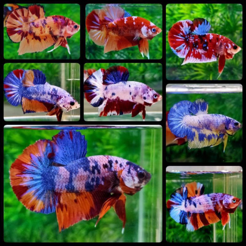 Jual Ikan Cupang Plakat Fansi Nemo Candi Multi Full Block Top Grade ...