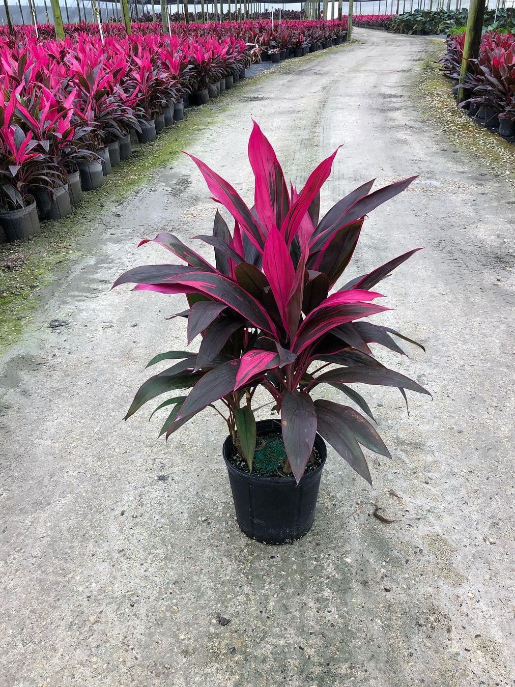 Jual TANAMAN HIAS CORDYLINE RED SISTER / HANJUANG / ANDONG MERAH ...