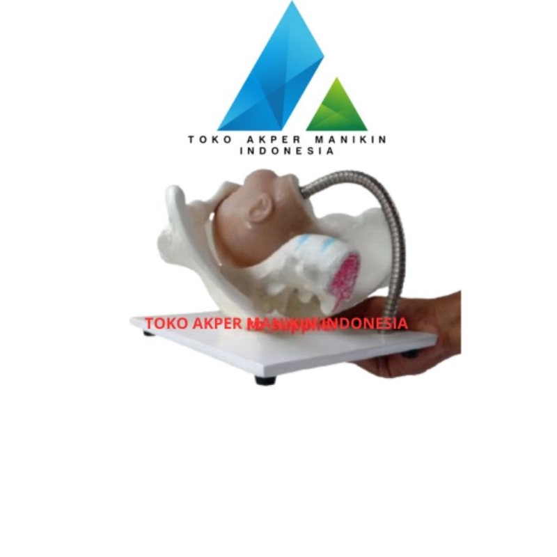 Jual KERANGKA PANGGUL & KEPALA BAYI/ALAT PERAGA KEBIDANAN/KEPERAWATAN ...