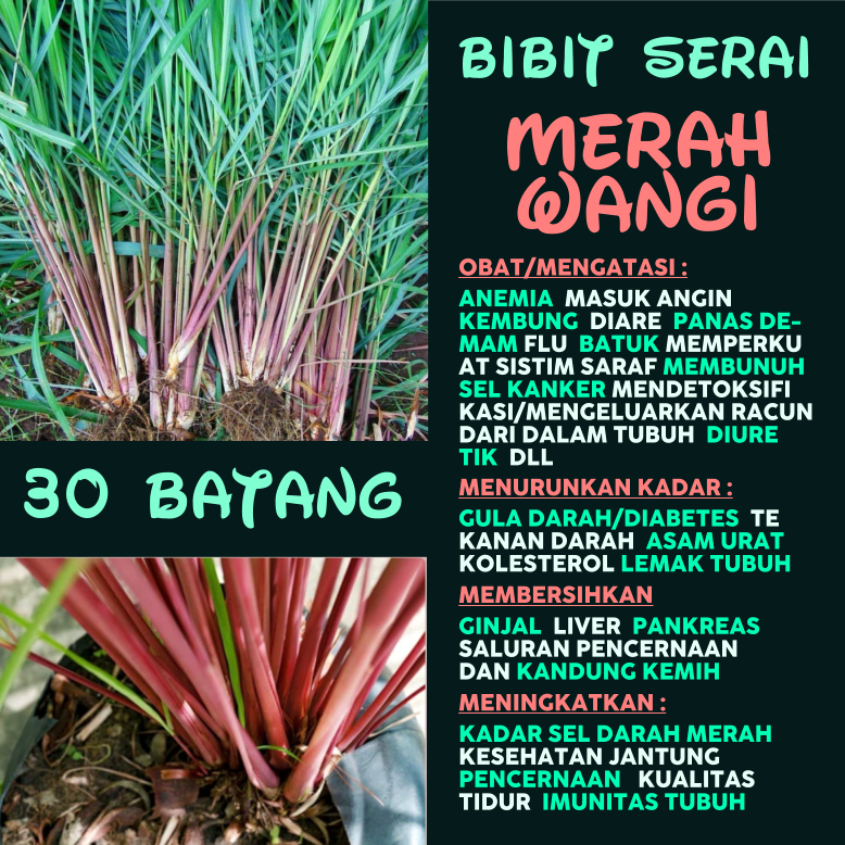 Jual 1 Rumpun/30 Batang Bibit Tanaman Serai Sereh Sere Merah Wangi ...