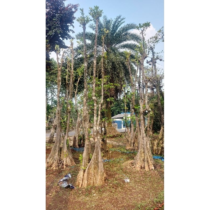 Jual pohon pule air - pulai fosill | Shopee Indonesia
