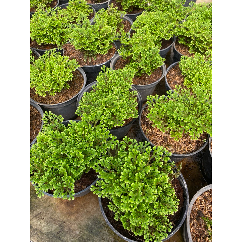 Jual Tanaman Lumut Papua/Lumut Ambon/Moss Ambon | Shopee Indonesia