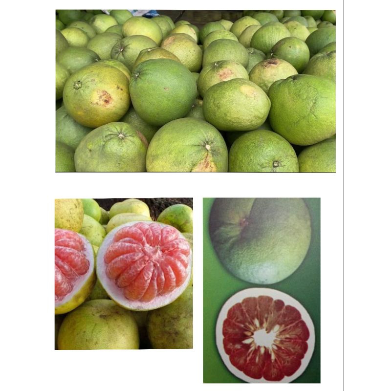 Jual jeruk pamelo berat 1,1-1,6 kg asli Magetan Jawa Timur | Shopee ...