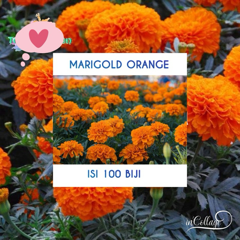 Jual 100 Biji Benih Bunga Orange Marigold Jingga | Shopee Indonesia