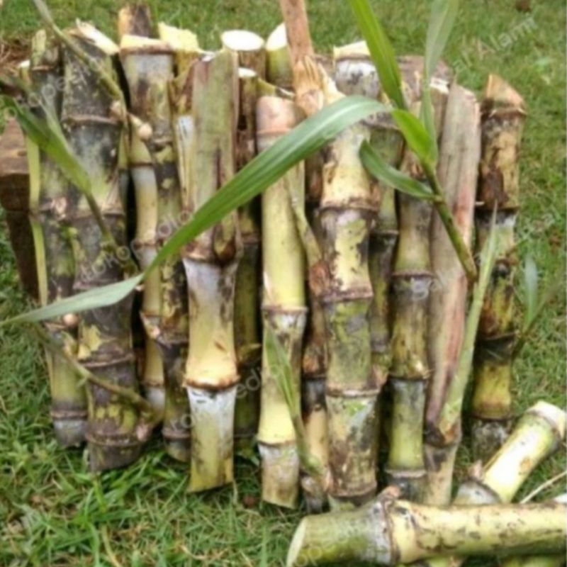 Jual Bibit Tanaman Terubuk Telur Tebu Varietas Unggul Siap Tanam (Paket ...