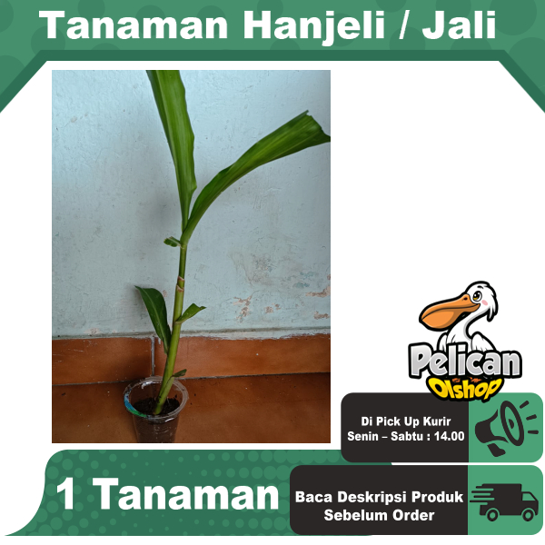 Jual Tanaman Hanjeli Jali 1 Pcs Media Tanah | Shopee Indonesia
