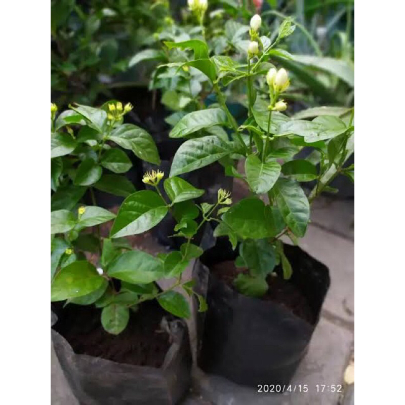 Jual bibit tanaman melati kampung | bibit bunga melati kampung | Shopee ...