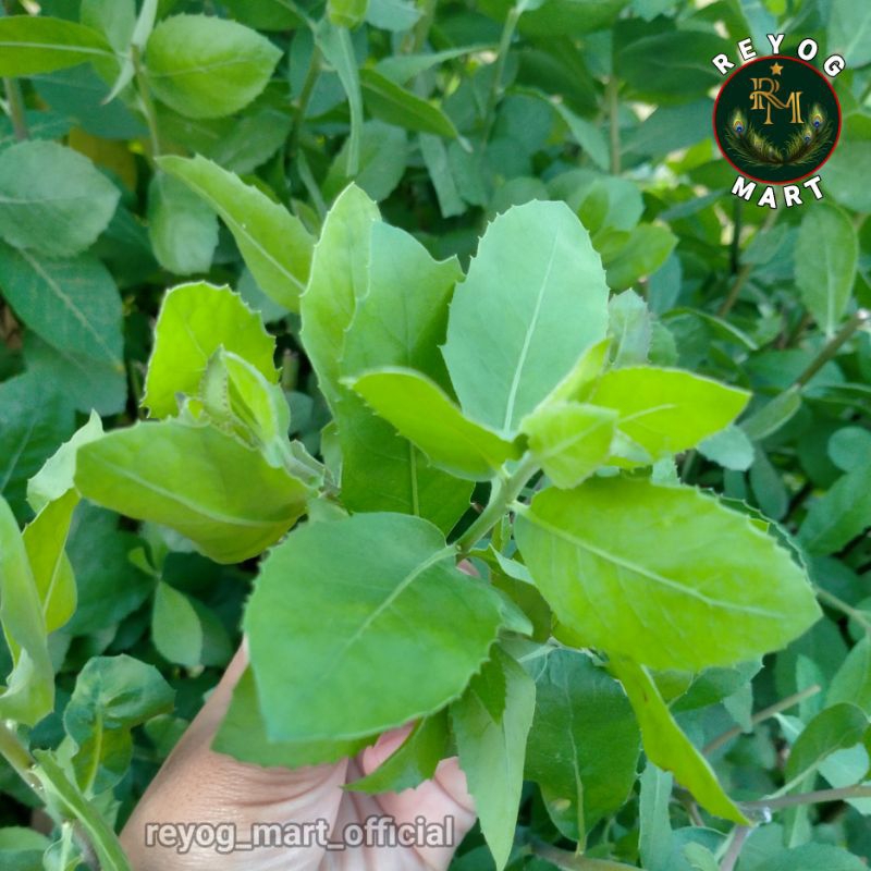 Jual DAUN LUNTAS SAYUR BELUNTAS SEGAR FRESH HIJAU HERBAL | Shopee Indonesia
