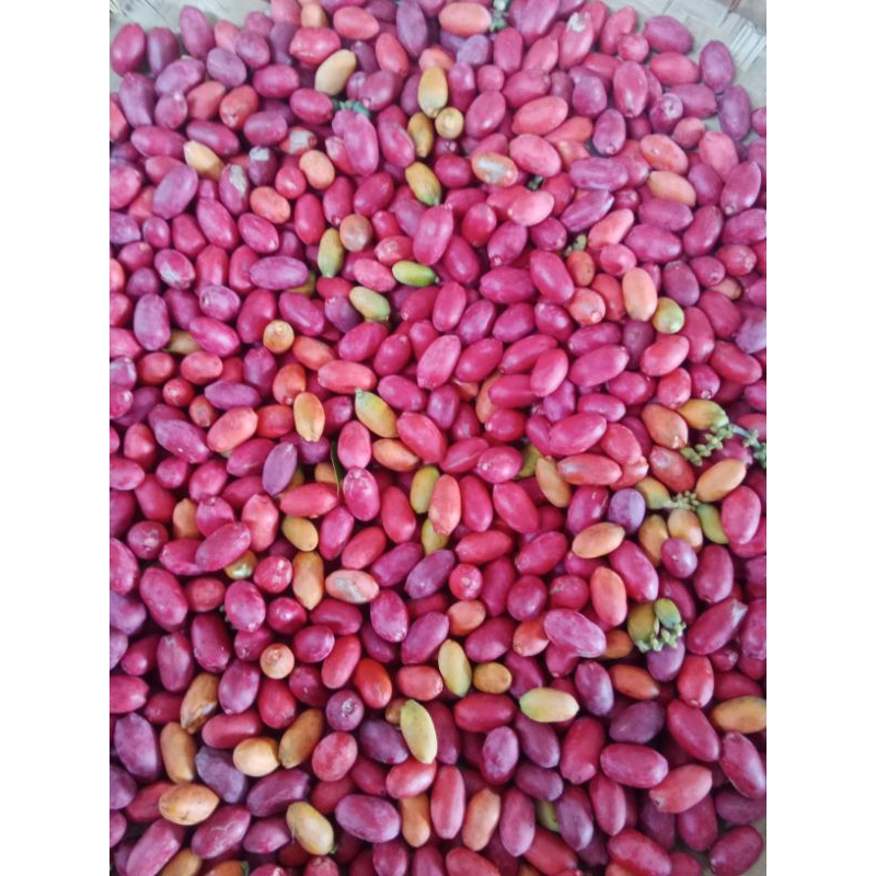 Jual sayur kulit mlinjo segar 500g | Shopee Indonesia