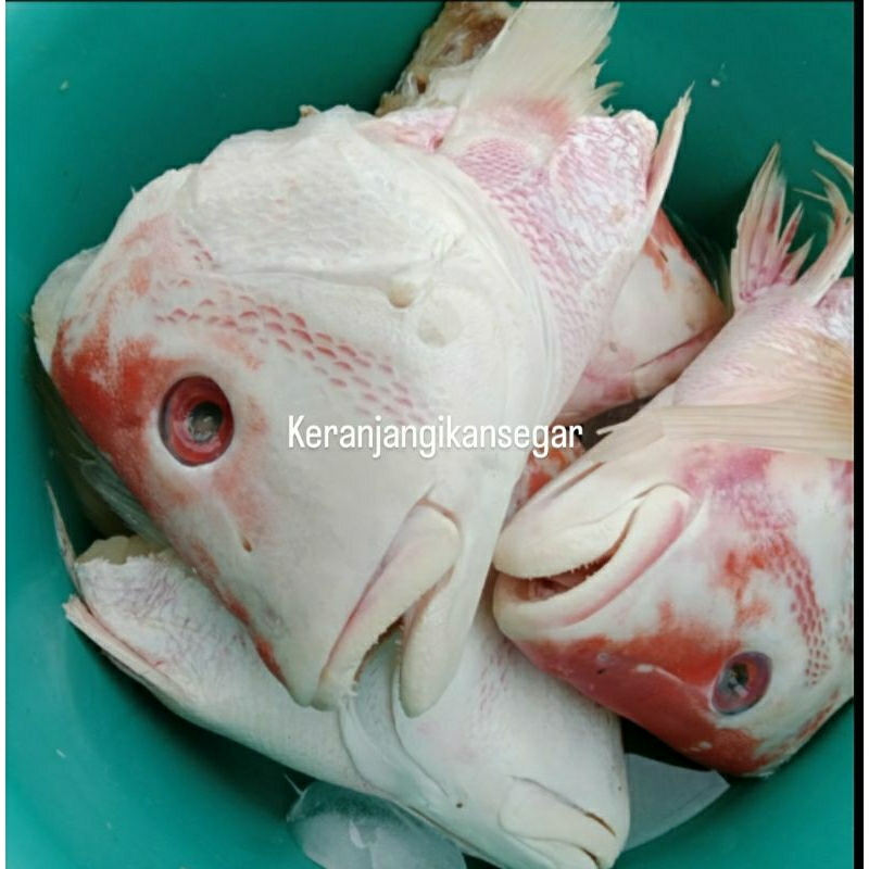 Jual Kepala kakap merah segar 1kg isi 2/3 (bukan frozen) free ...