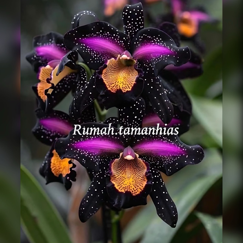 Jual TANAMAN HIAS ANGGREK DENDROBIUM DEWASA BLACK PURPLE - BUNGA HIAS ...
