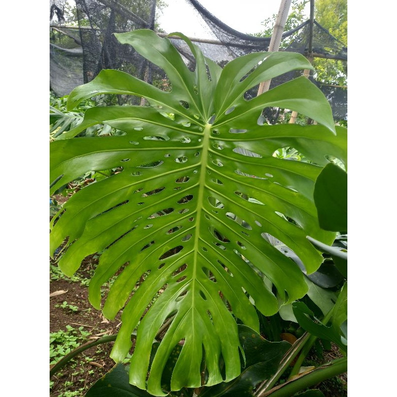 Jual Monstera King Deliciosa Jenis Daun Rapat | Shopee Indonesia