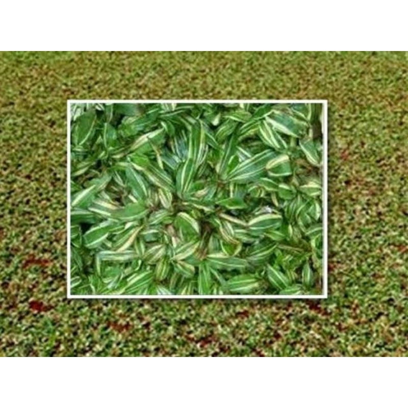 Jual Bibit Rumput Gajah Mini Varigata Grass Seed Kemasan 50gr - Benih ...