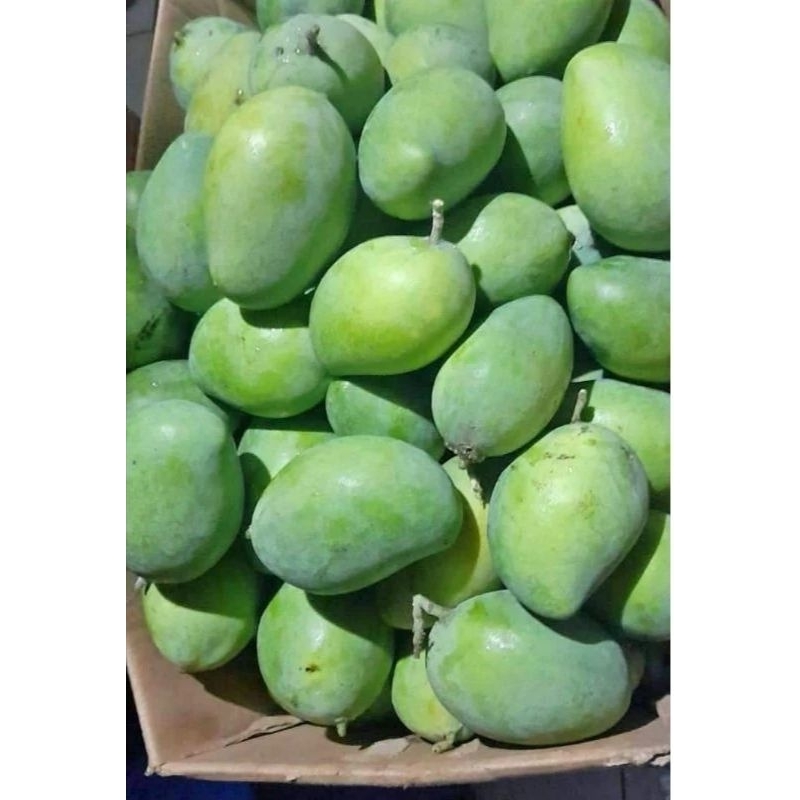 Jual MANGGA MUDA MANGA KAMPUNG RUJAK 500g | Shopee Indonesia