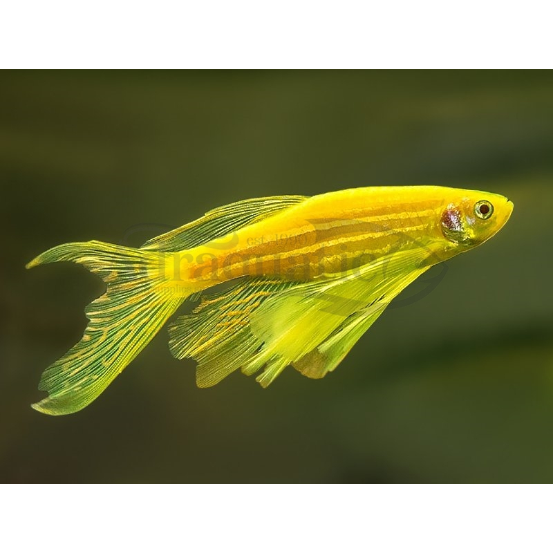 Jual (INSTANT BANDUNG) IKAN HIAS YELLOW DANIO SLAYER AIR TAWAR | Shopee ...