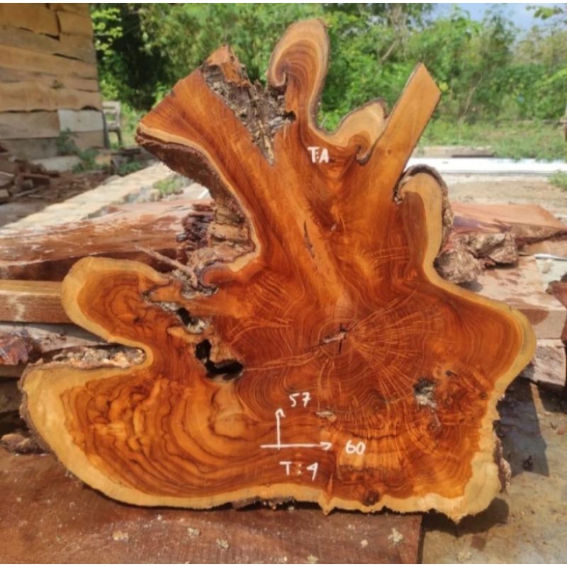 Jual kayu burl jati slice bahan meja kopi no. 2 | Shopee Indonesia