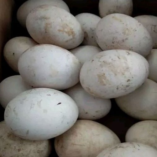 Jual TELUR ANGSA SOANG JELEK BUSUK BUKAN UNTUK DIKONSUMSI | Shopee ...