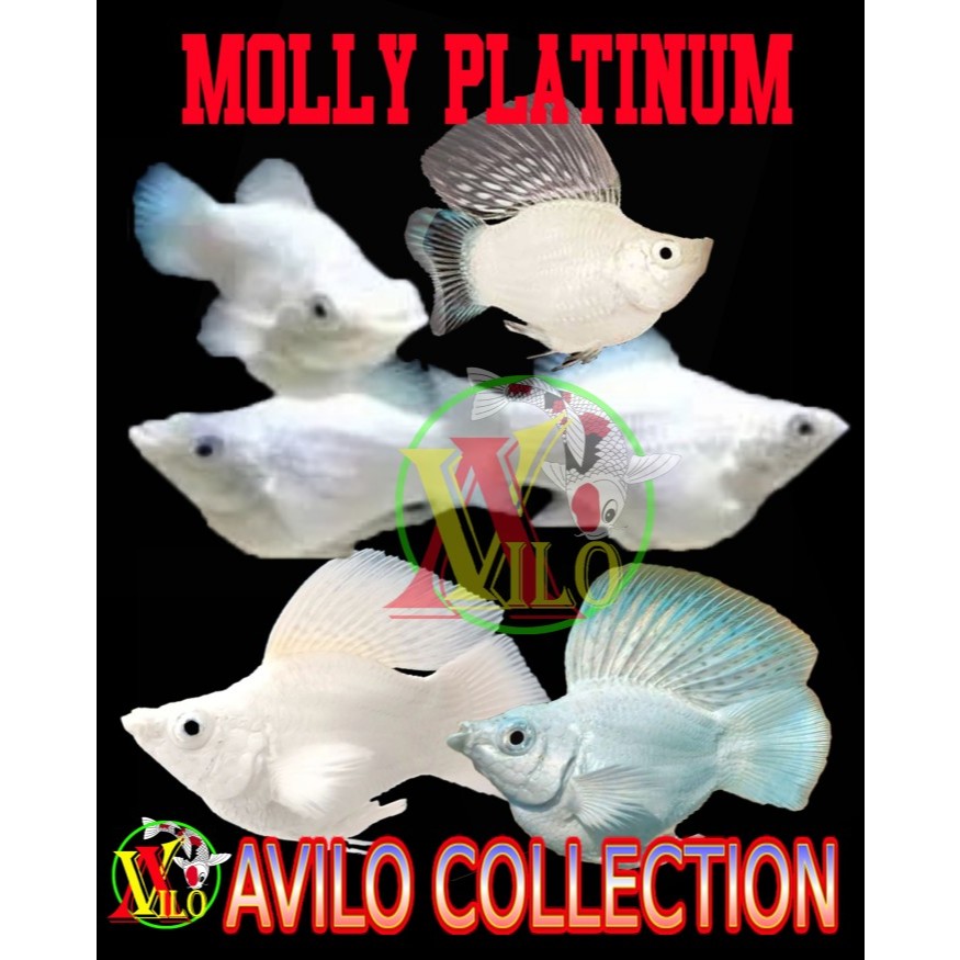Jual ikan hias molly moli balon platinum putih ekor bulat aquascape ...