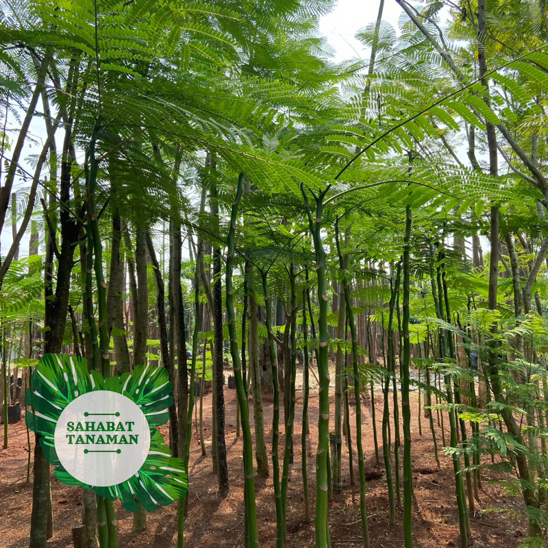 Jual Bibit Pohon Solobium Parahyba - Tanaman Pakis Brazil | Shopee ...