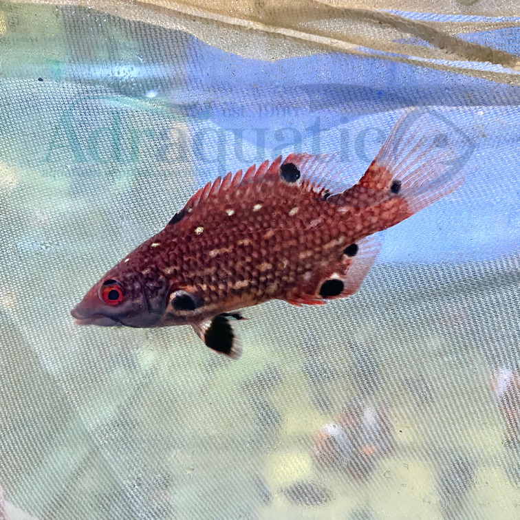 Jual (INSTANT BANDUNG) IKAN HIAS AIR LAUT HOGFISH MODEL | Shopee Indonesia