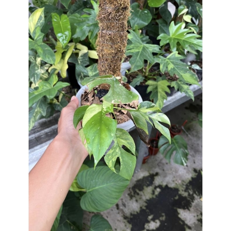 Jual Monstera Tetrasperma/Mini Variegata Marble 6 Daun Aktif Up ...