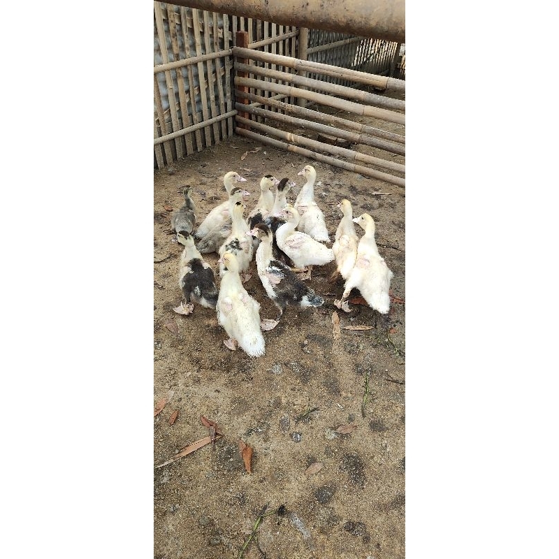 Jual Entok Jumbo Rambon- anak usia 1bulan/3minggu | Shopee Indonesia