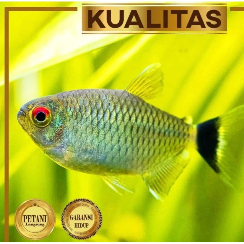 Jual Red Eye Tetra Balon Ikan Hias Aquascape Hiasan Aquarium Tanaman ...