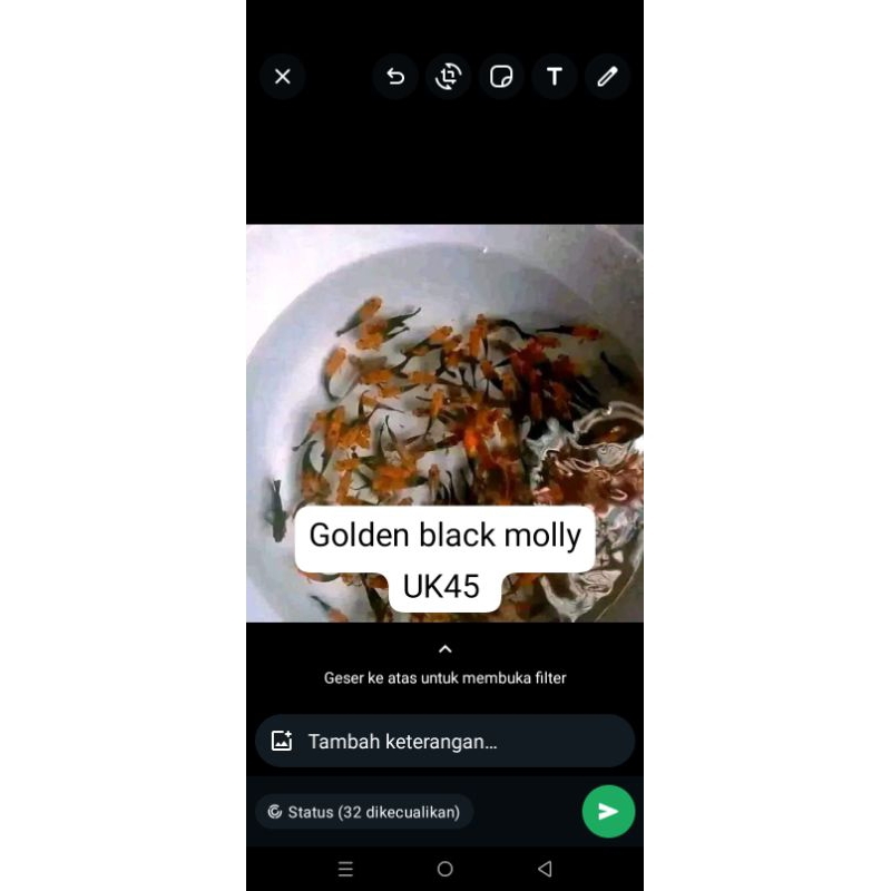 Jual BIBIT GOLDEN BLACK MOLLY UK45 ( MAPS : RENDY IKAN HIAS SEMARANG ...