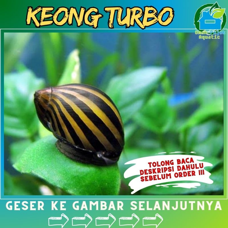 Jual keong turbo & tanduk pembersih lumut | Shopee Indonesia