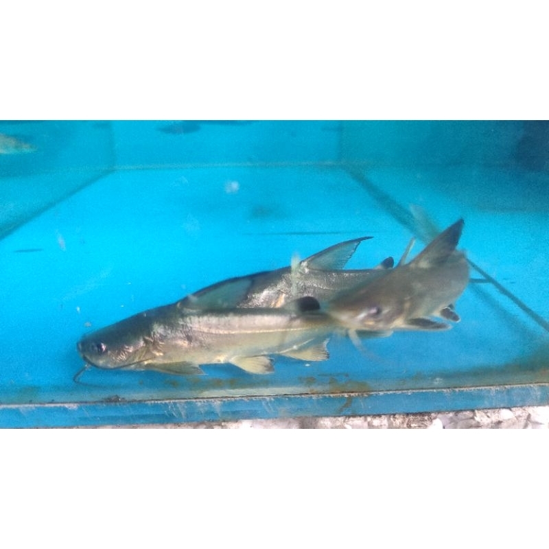 Jual Arius catfish orderan bekasi | Shopee Indonesia