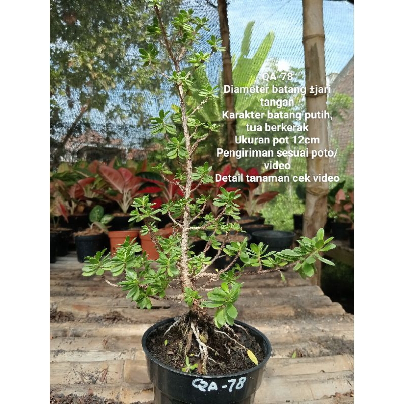 Jual QA-78, BIBIT BONSAI SANTIGI MAWAR ORIGINAL SEMAI BIJI SIAP EKSPOR ...