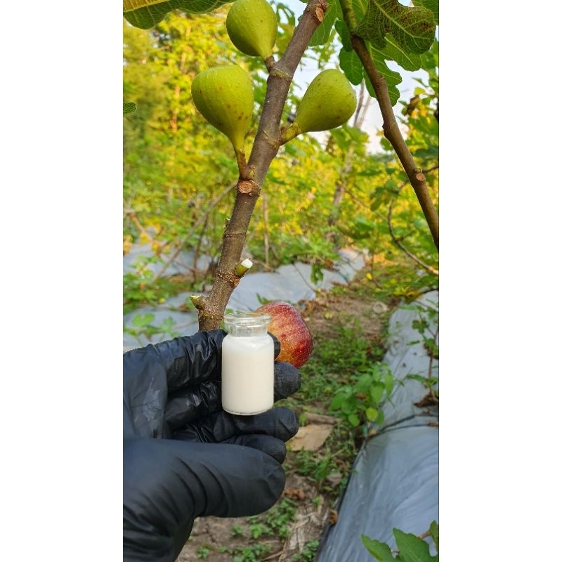 Jual GETAH BUAH TIN fresh petik dari pohon | Shopee Indonesia