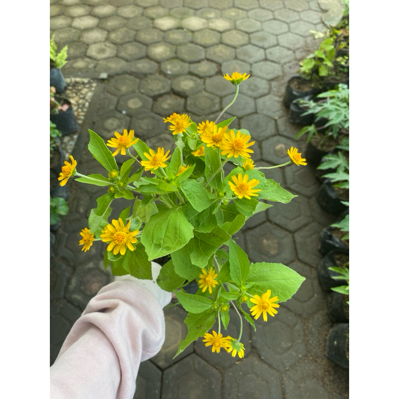 Jual bunga seribu bintang - tanaman hias - tanaman murah | Shopee Indonesia