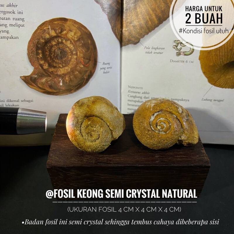 Jual Fosil Keong Semi Crystal Natural B61 atau Fossil Gastropoda atau ...