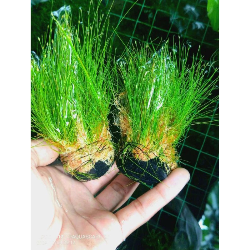 Jual Tanaman Carpet Aquascape Varian Series-Hc Cuba Monte Carlo ...