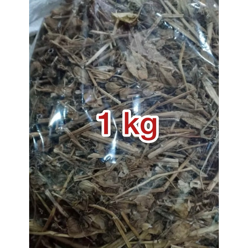 Jual Ciplukan/Daun Cecendet/Daun Kering Rempah Tradisional 1 kg ...
