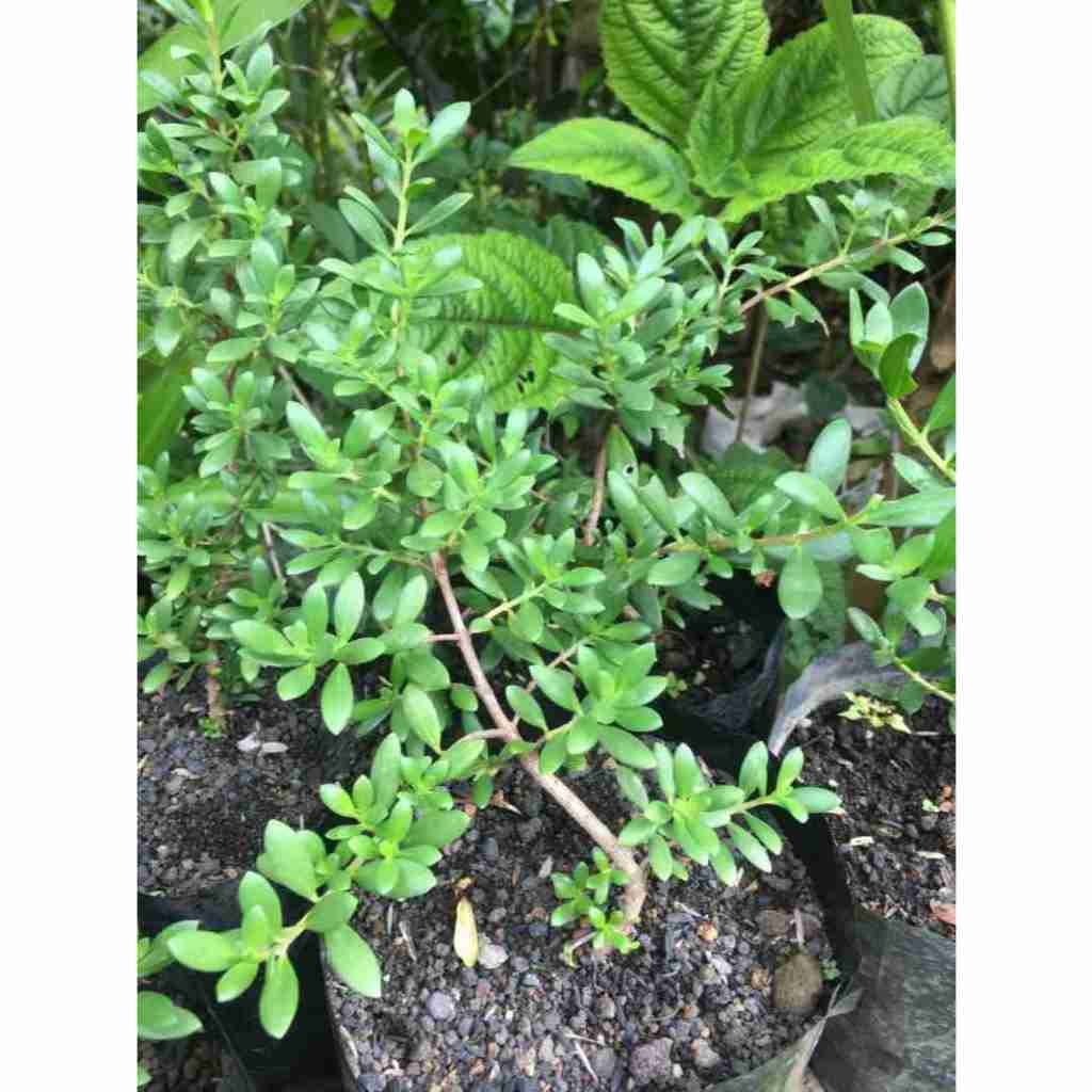 Jual BIBIT TANAMAN POHON SANTIGI SETIGI STIGI BONSAI UNGGULAN | Shopee ...