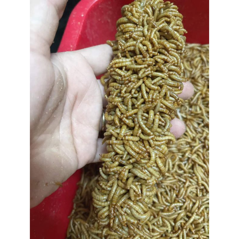 Jual Ulat hongkong super Premium 300 gram bersih pakan burung | Shopee ...