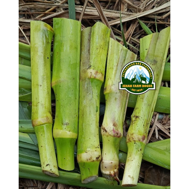 Jual bibit guatemala perbatang/steck bibit rumput Guatemala | Shopee ... Jual bibit guatemala perbatang/steck bibit rumput Guatemala | Shopee ...