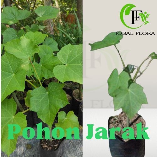 Jual Tanaman Herbal Bibit pohon Jarak Tanaman Pohon Jarak | Shopee ...