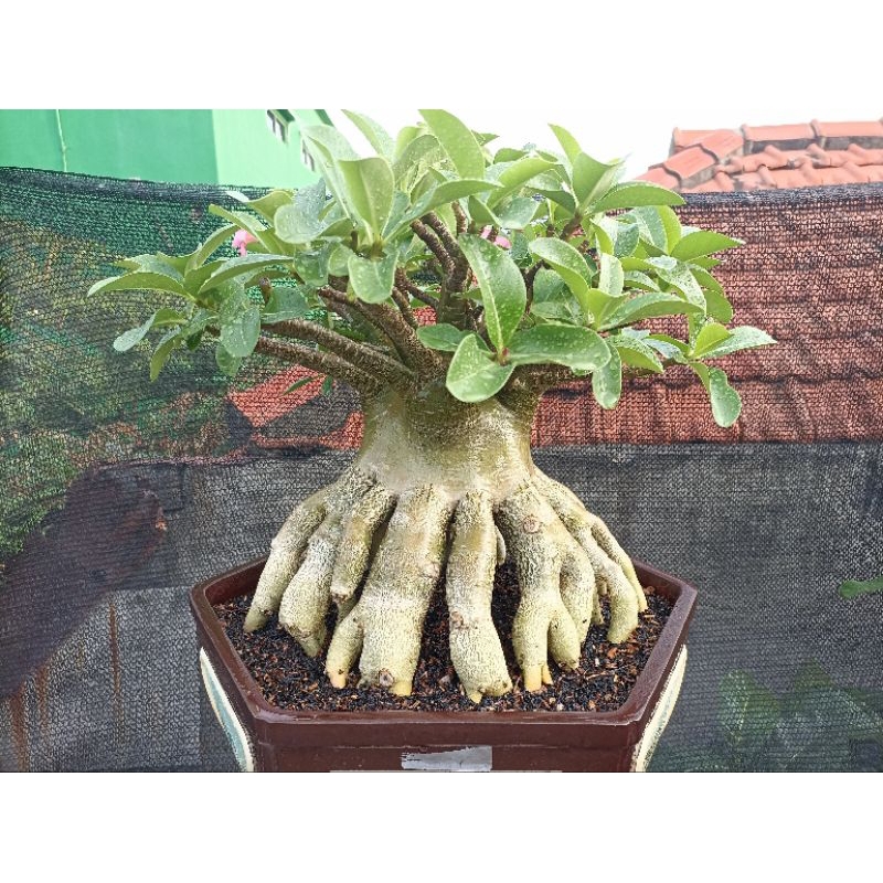 Jual Benih Biji Adenium Arabikum Hybrid Black Widow isi 25 bijj ...