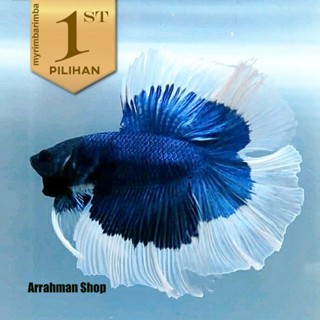 Jual ikan cupang slayer butterfly big ear - ikan cupang halfmoon slayer ...