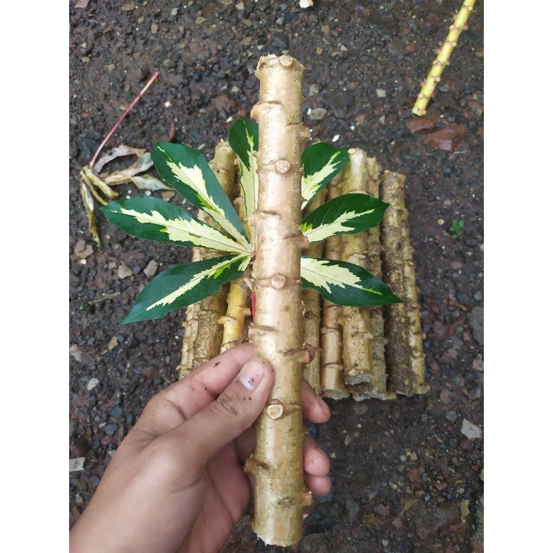Jual cutting singkong varigata 1 kg | Shopee Indonesia