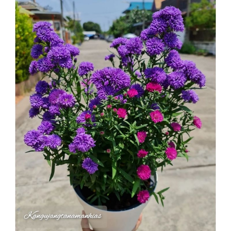 Jual TANAMAN HIDUP 1 POT BUNGA PEACOCK ( READY 3 WARNA ) | Shopee Indonesia