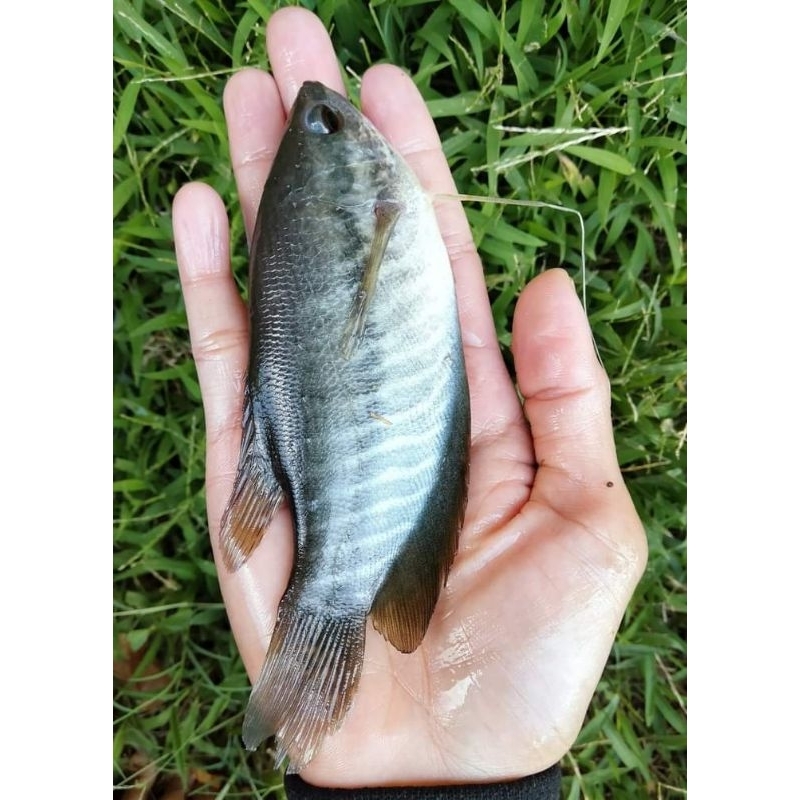 Jual Sepat siem ukuran besar | Shopee Indonesia